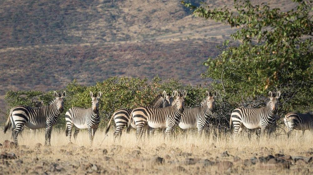 Etendeka Mountain Camp - Africa and Beyond