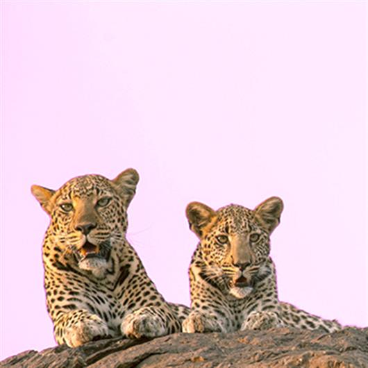 Ehlane Plains Camp - Africa and Beyond