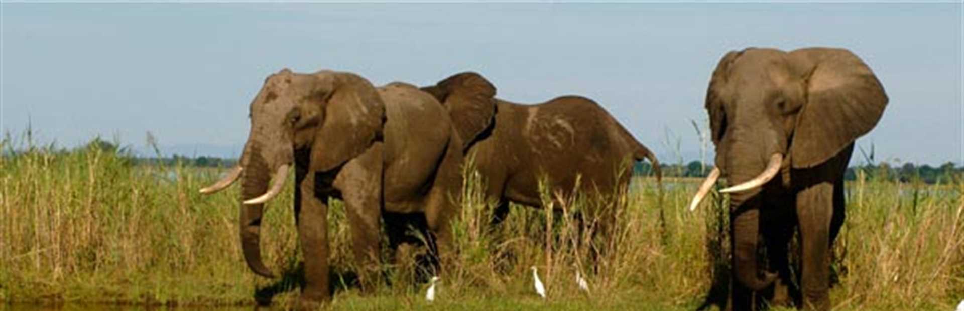 Lower Zambezi - Africa and Beyond