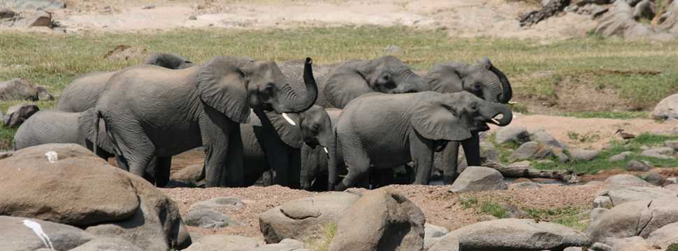 Ruaha National Park - Africa and Beyond